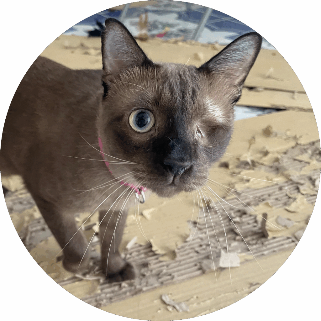 Adopt | Bangkok Cat Society