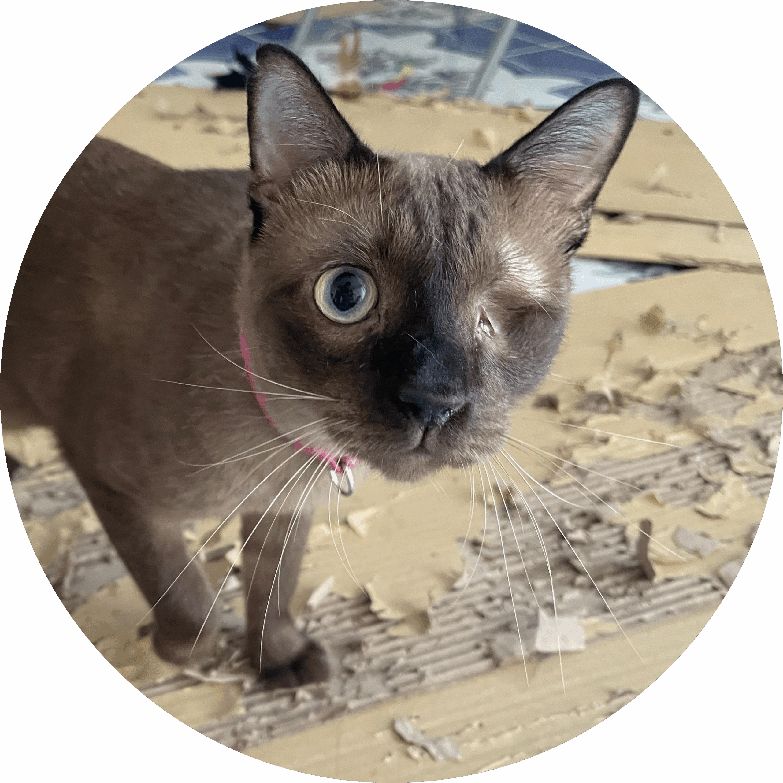 Adopt | Bangkok Cat Society