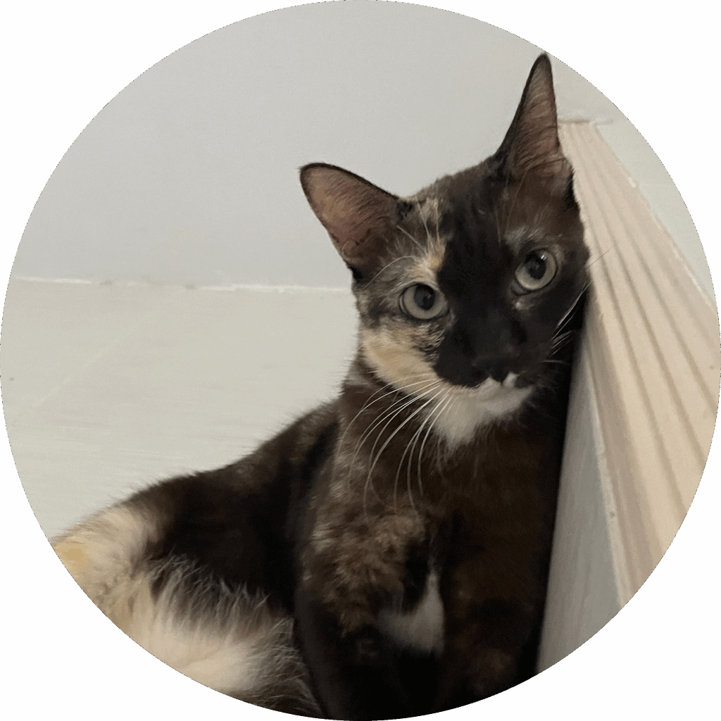 Adopt | Bangkok Cat Society