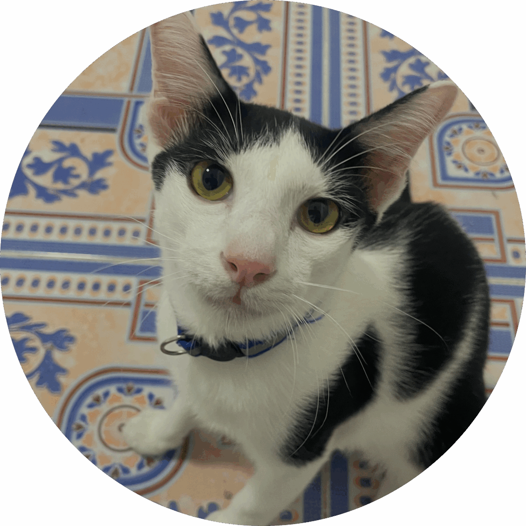 Adopt | Bangkok Cat Society